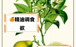 佛手柑精油的功效与作用_佛手柑精油怎么用