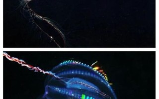 北极霞水母有毒吗_北极霞水母能活多久