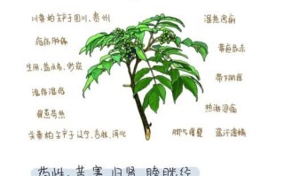 黄柏的功效与作用_黄柏怎么使用最有效