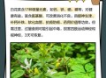 白花菜什么人不能吃_白花菜禁忌与副作用