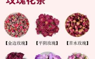 玫瑰花茶图片大全大图_如何挑选高品质玫瑰花茶
