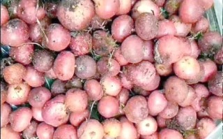 野地瓜长什么样_野地瓜能吃吗