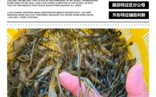 淡水河虾图片大全大图_如何辨别品种与生态特征