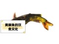 葛鱼的学名叫什么_葛鱼与黄颡鱼的区别