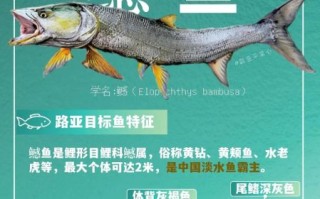 鳡鱼多少钱一斤_鳡鱼价格受哪些因素影响