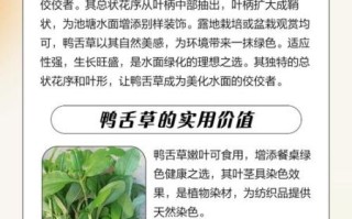 鸭舌草煮水喝有什么功效_鸭舌草水的禁忌人群