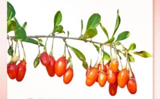 枸杞吃多久才有效果_枸杞见效时间