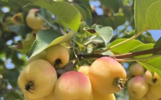 海棠果是苹果吗_海棠果和苹果的区别