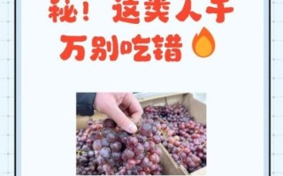 提子是寒性水果吗_提子凉性还是热性