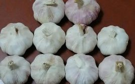 夏天泡腊八蒜的方法_夏天泡腊八蒜会不会坏