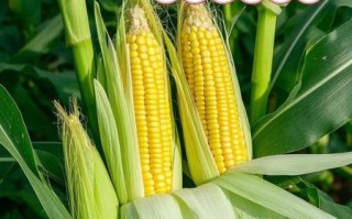 水果玉米种子哪个品种好_水果玉米种子什么品种好
