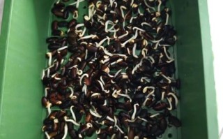 黑豆芽怎么发_黑豆芽发芽温度多少合适