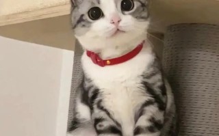 起司猫图片大全可爱_如何挑选高清壁纸