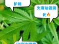 麻油叶是什么_麻油叶的来历