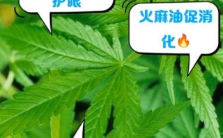 麻油叶是什么_麻油叶的来历