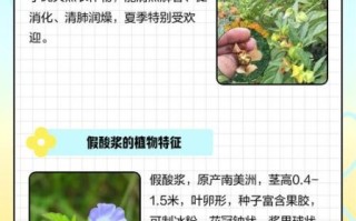 冰粉籽是什么植物_冰粉籽和假酸浆区别