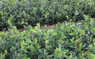 油茶树怎么种_油茶树种植技术要点