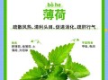 薄荷的功效与作用_薄荷能治什么病