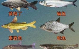 淡水鱼有哪些种类_常见淡水鱼品种大全