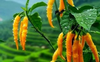 野山椒长什么样_野山椒和小米椒区别