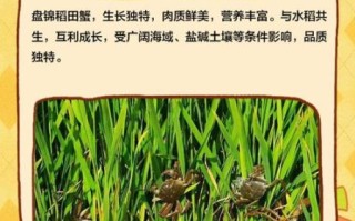 稻田蟹养殖技术_稻田蟹一亩能赚多少钱
