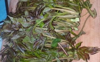 香椿芽酱菜怎么吃_香椿芽酱菜的做法大全
