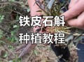 铁皮石斛怎么种_铁皮石斛种植方法
