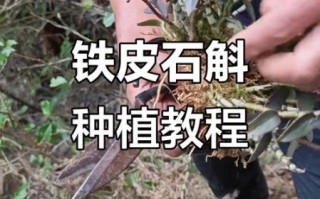 铁皮石斛怎么种_铁皮石斛种植方法