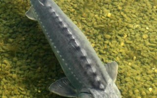 鲟鱼图片大全大图_鲟鱼高清照片哪里找