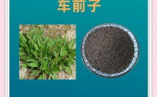 车前子图片大全_如何辨别真假车前子