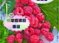 覆盆子哪些人不能吃_覆盆子禁忌人群