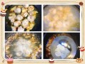 麻油鸡怎么做_麻油鸡的做法步骤