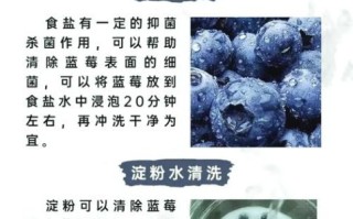 蓝莓怎么洗干净_蓝莓清洗的正确方法