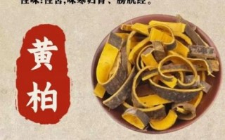 黄柏的功效与作用及禁忌_什么人不能吃黄柏