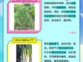 青蒜是葱还是蒜_青蒜和大蒜的区别