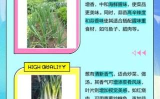 青蒜是葱还是蒜_青蒜和大蒜的区别