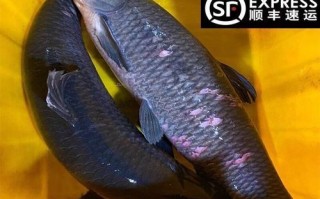 甘露青鱼怎么做好吃_甘露青鱼做法大全