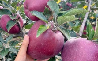 花牛苹果的营养价值_花牛苹果的功效与作用