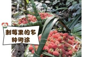 野刺莓可以吃吗_野刺莓的功效与作用