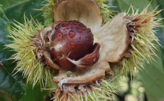 迁西板栗是哪里产的_迁西板栗为什么出名