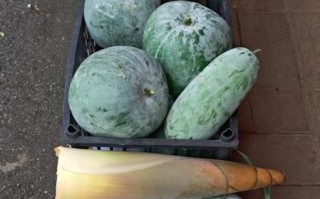 节瓜图片大全大图_节瓜和冬瓜的区别是什么