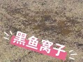 黑鱼窝长什么样_黑鱼窝怎么找