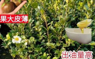 油茶种苗多少钱一株_油茶苗价格行情