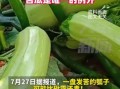 瓠子苦能吃吗_瓠子苦味有毒吗