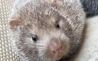 竹鼠图片大全_竹鼠长什么样