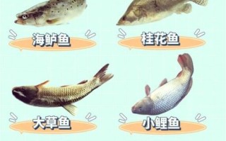 常见鱼的种类图片和名字_淡水鱼与海水鱼名称对照