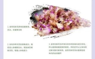 金钗石斛花泡水喝的功效_金钗石斛花怎么喝最养人