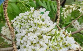 洋槐花图片大全大图_洋槐花长什么样