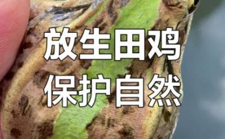田鸡是什么生肖_田鸡属于十二生肖吗