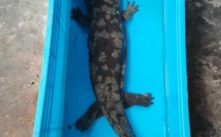 娃娃鱼会叫吗_娃娃鱼叫声像什么